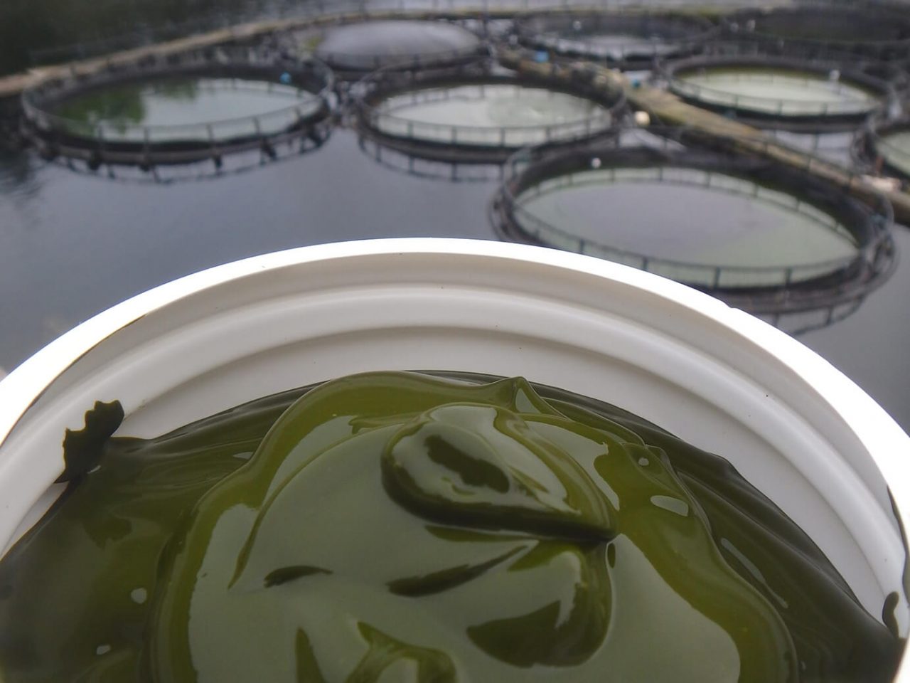 Our Products | Innovative Aquaculture Products LTD.