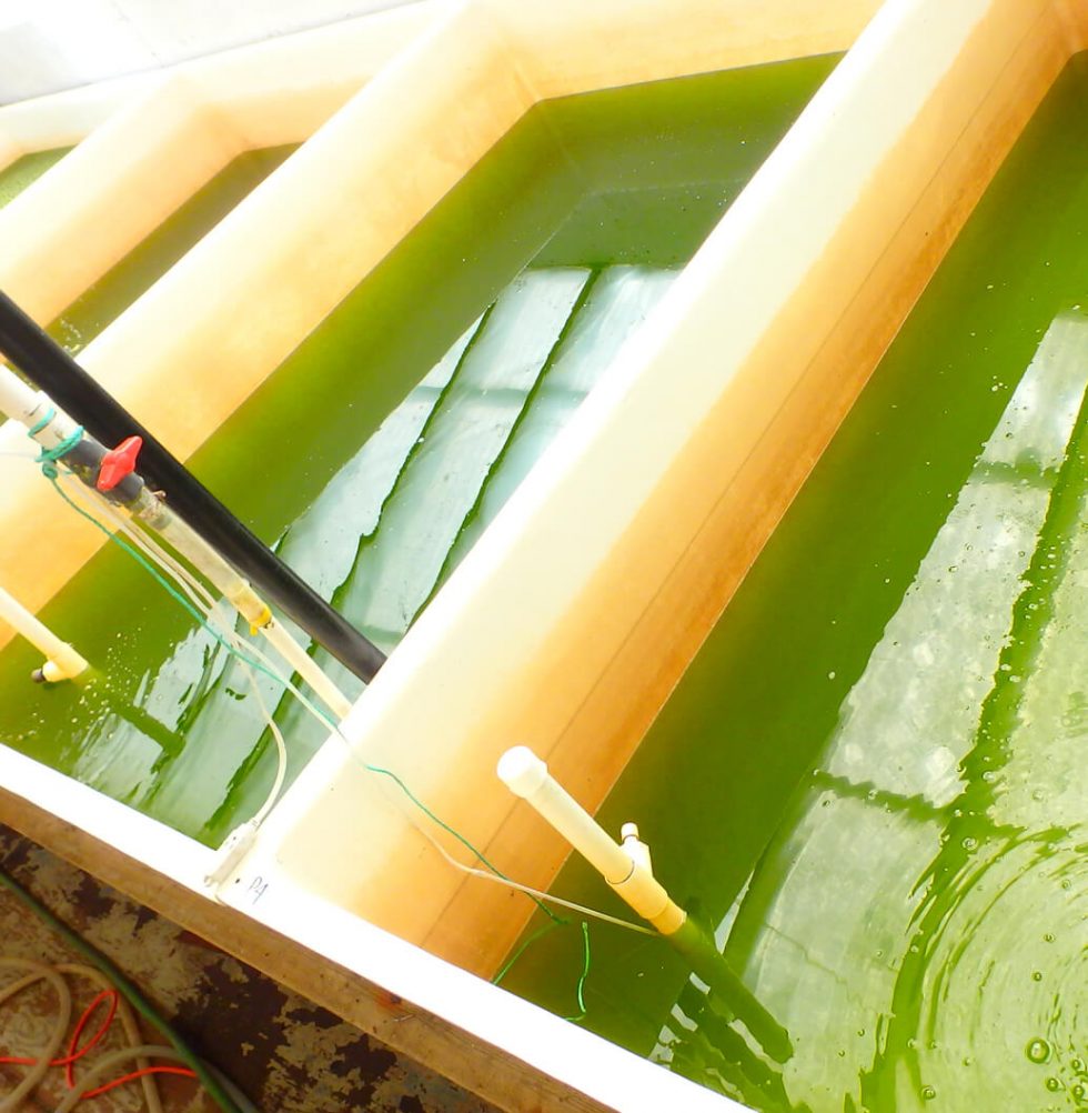 Marine Microalgae | Innovative Aquaculture Products LTD.