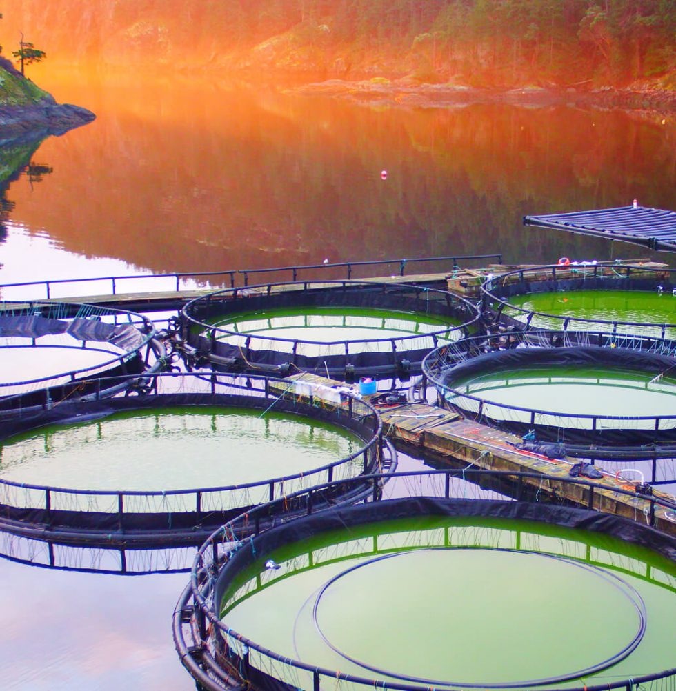 Marine Microalgae | Innovative Aquaculture Products LTD.