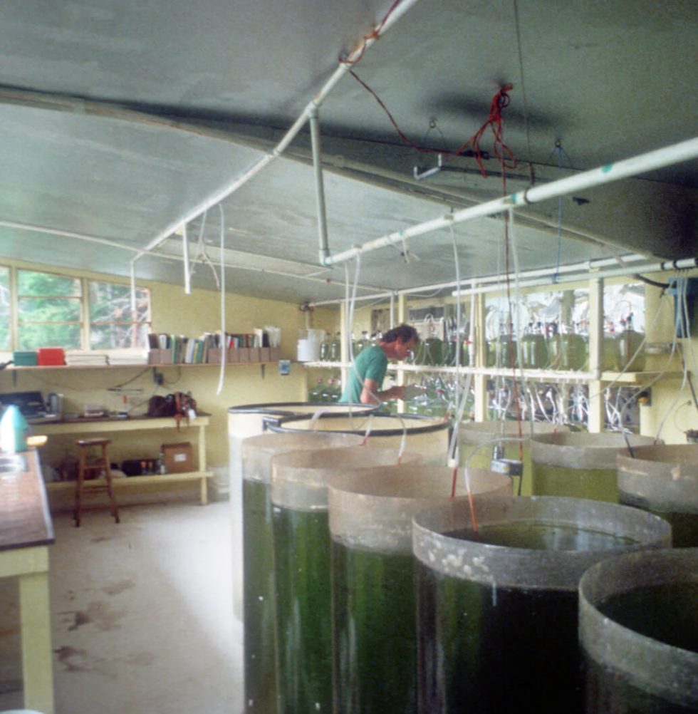 Marine Microalgae | Innovative Aquaculture Products LTD.