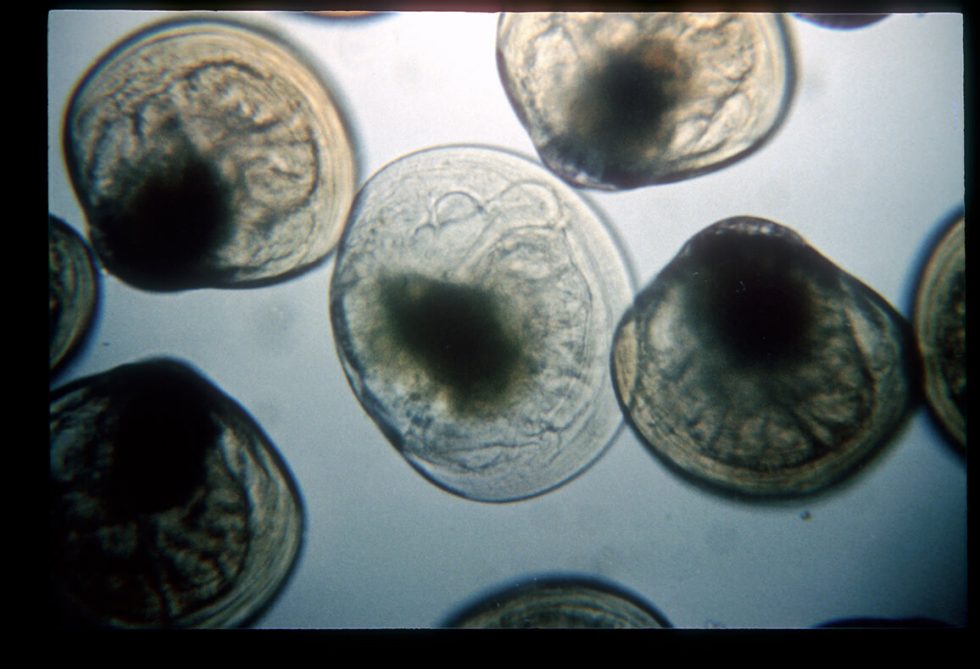 Honey Mussels ™ | Innovative Aquaculture Products LTD.